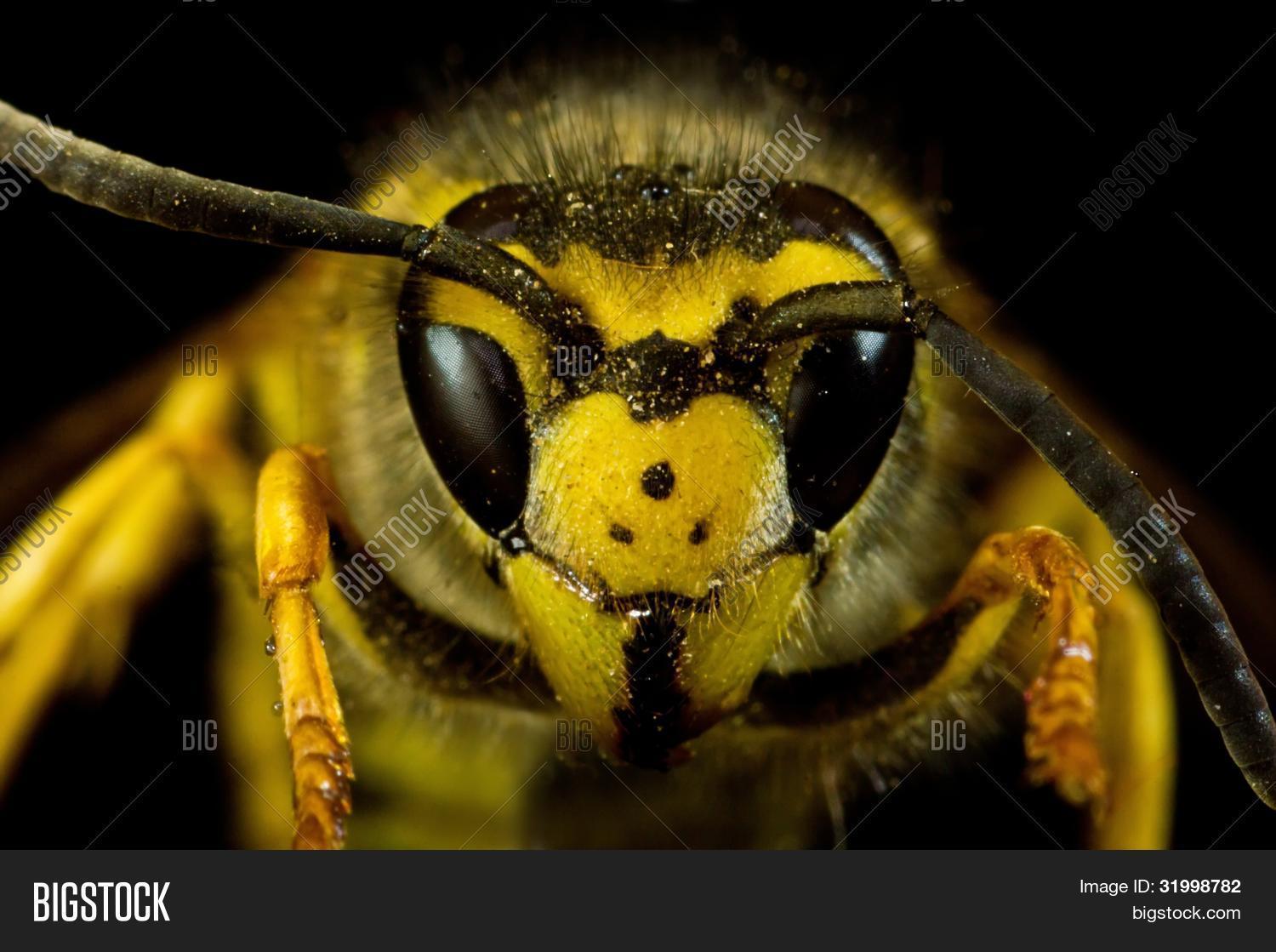 Head Wasp Extreme Image & Photo (Free Trial) | Bigstock