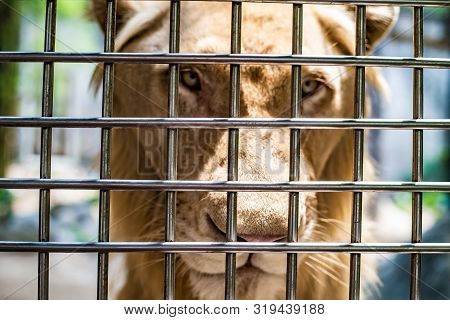 Sad Lioness Cage Zoo. Image & Photo (Free Trial) | Bigstock