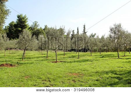 Olive Grove. Concept Image & Photo (Free Trial) | Bigstock
