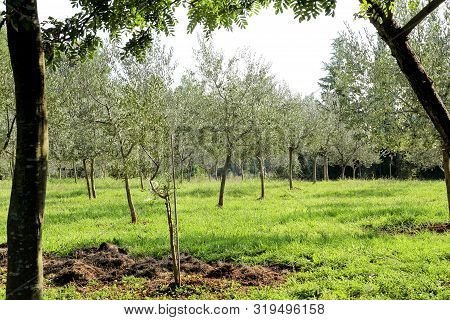 Olive Grove. Concept Image & Photo (Free Trial) | Bigstock