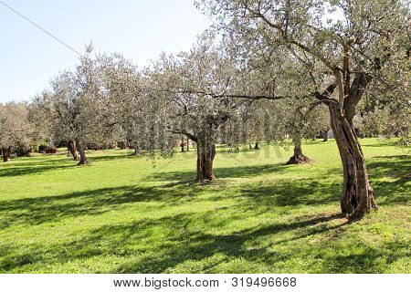 Olive Grove. Concept Image & Photo (Free Trial) | Bigstock