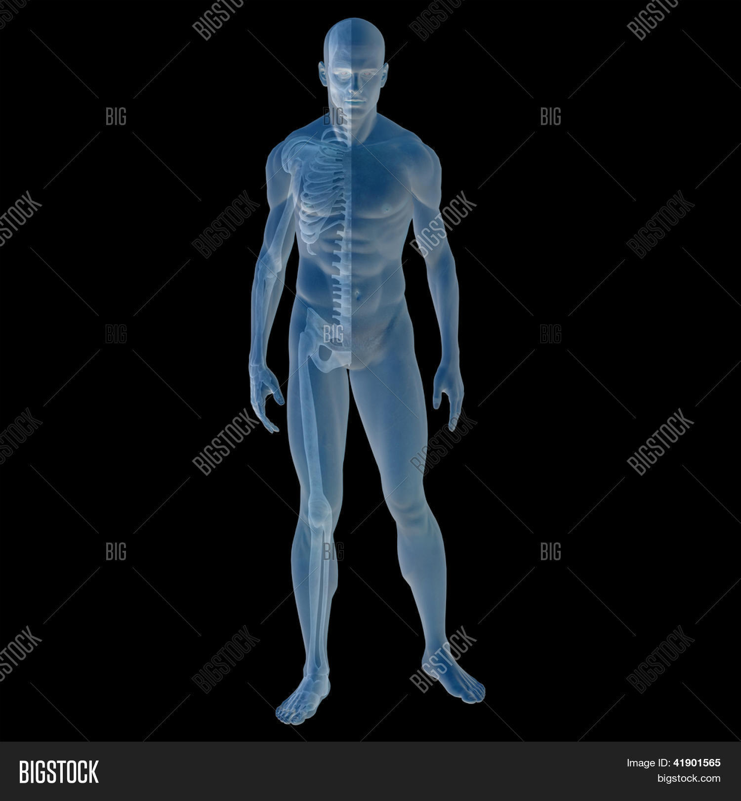 3d Human Male Anatomy Image & Photo (Free Trial) | Bigstock