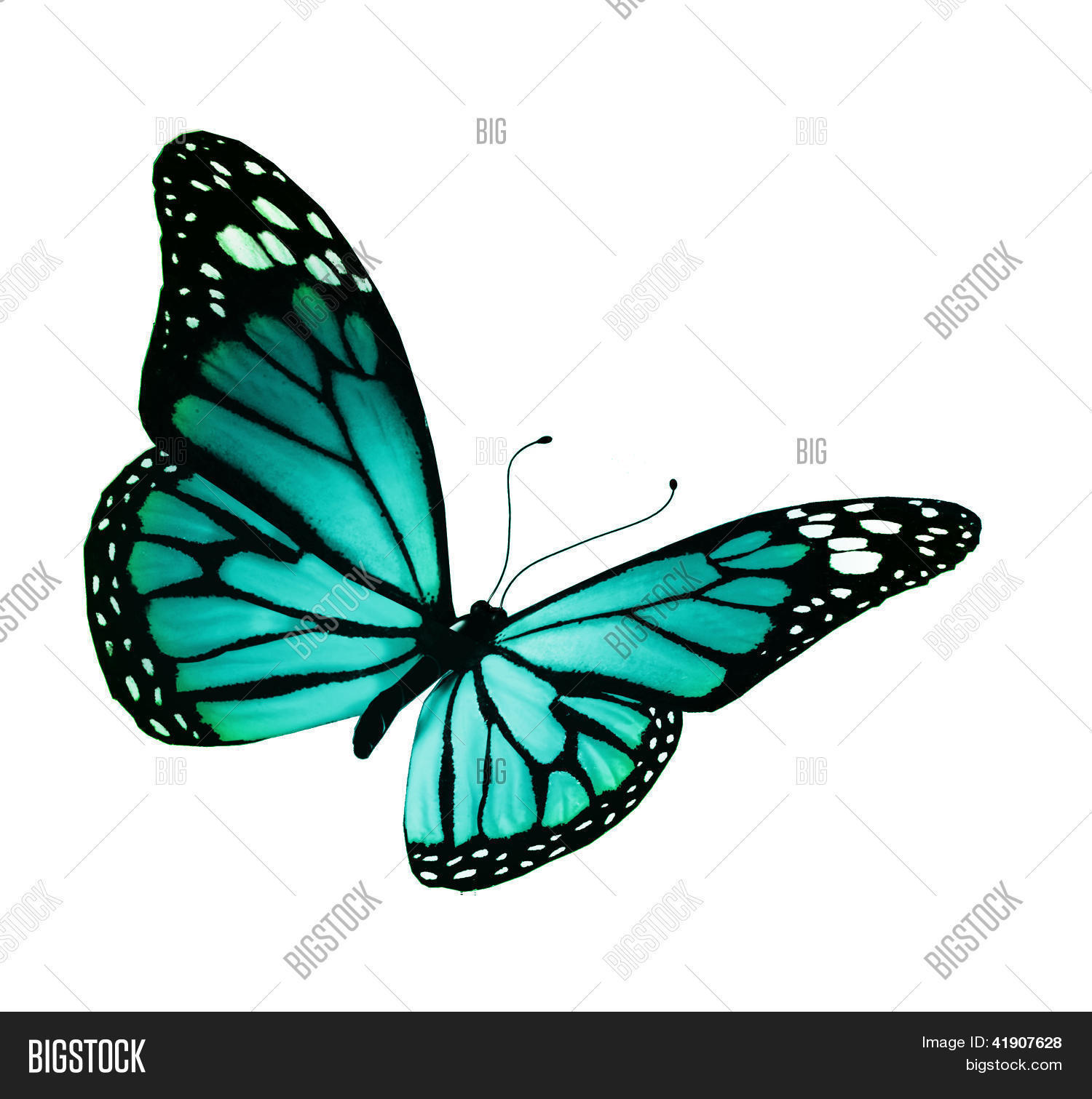 Turquoise Butterfly, Image & Photo (Free Trial) | Bigstock