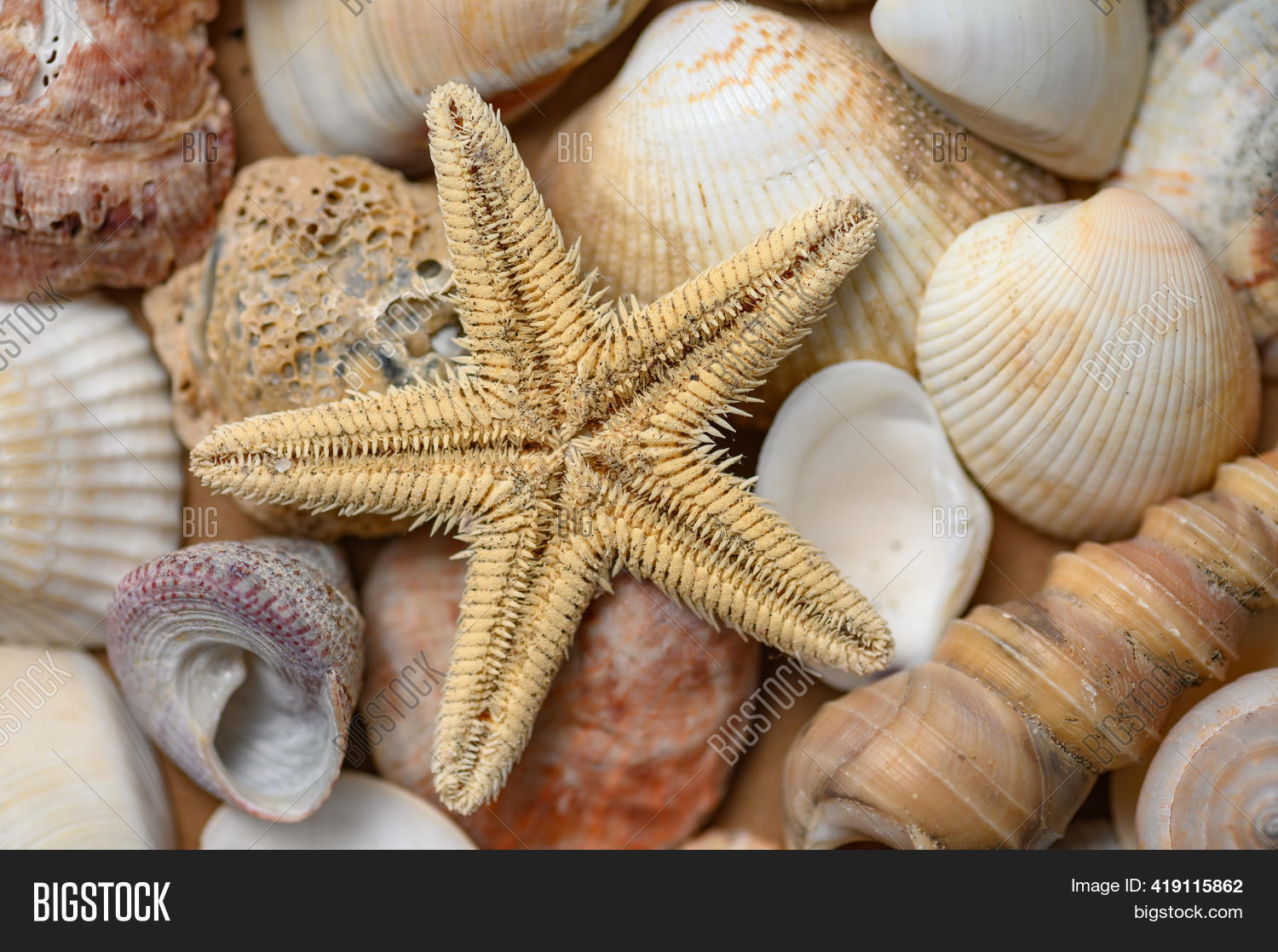 Seashells Various Image & Photo (Free Trial) | Bigstock