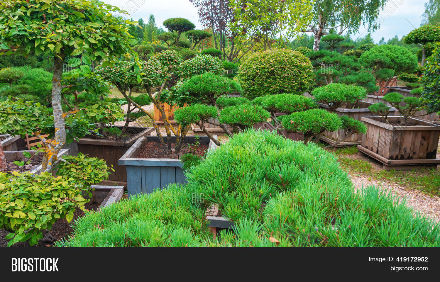 Topiary Forms Using Image & Photo (Free Trial) | Bigstock