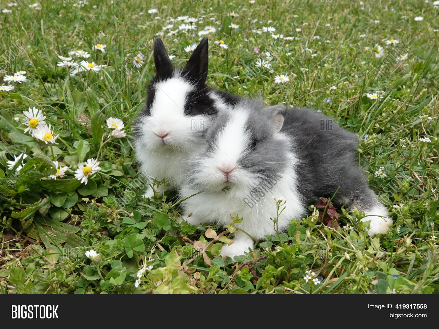 Two Rabbits Bunnies Image & Photo (Free Trial) | Bigstock