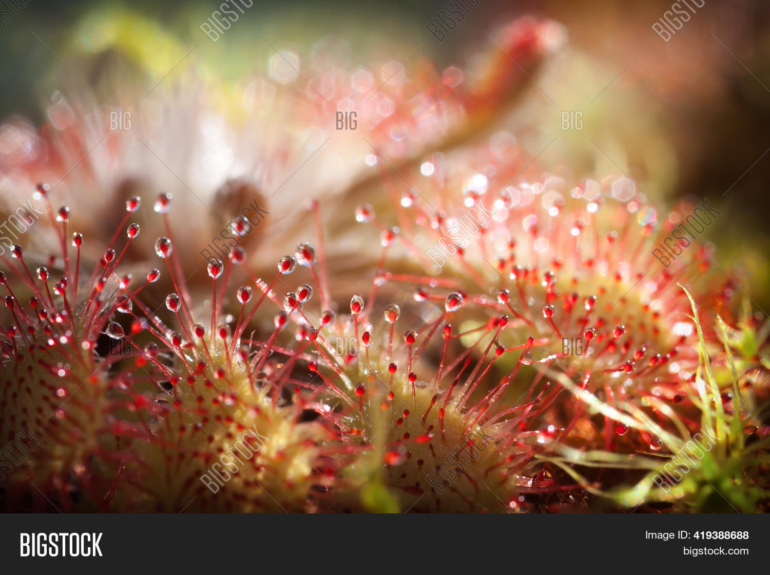 Sundew Beautiful Image & Photo (Free Trial) | Bigstock