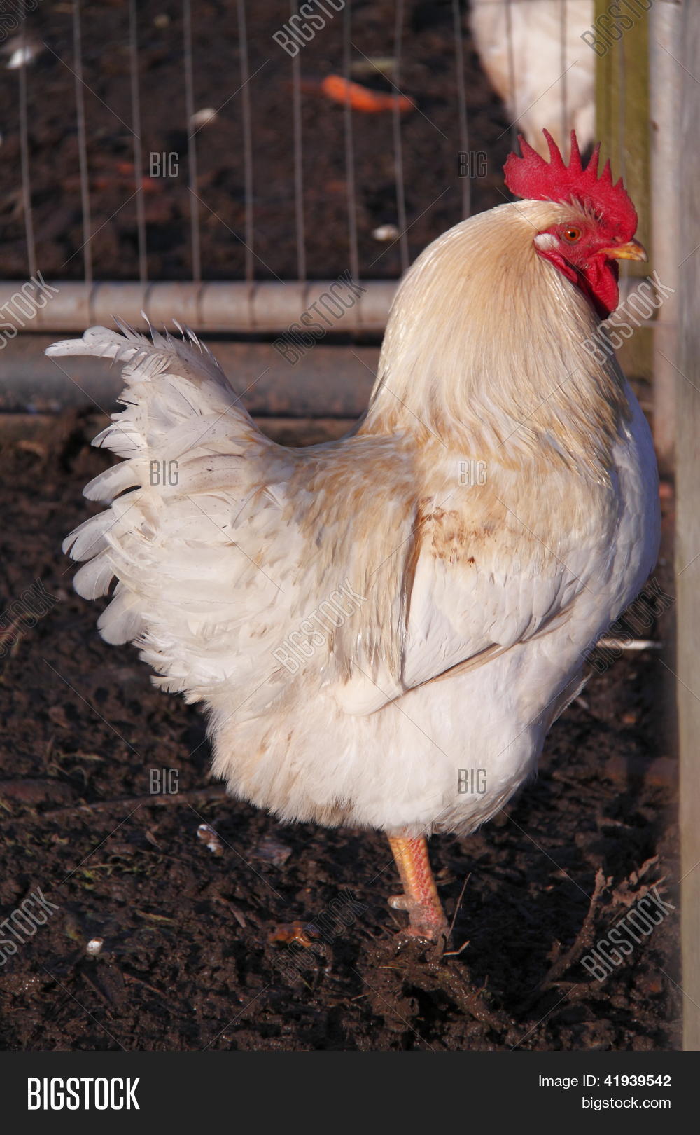 Cockerel Image & Photo (Free Trial) | Bigstock