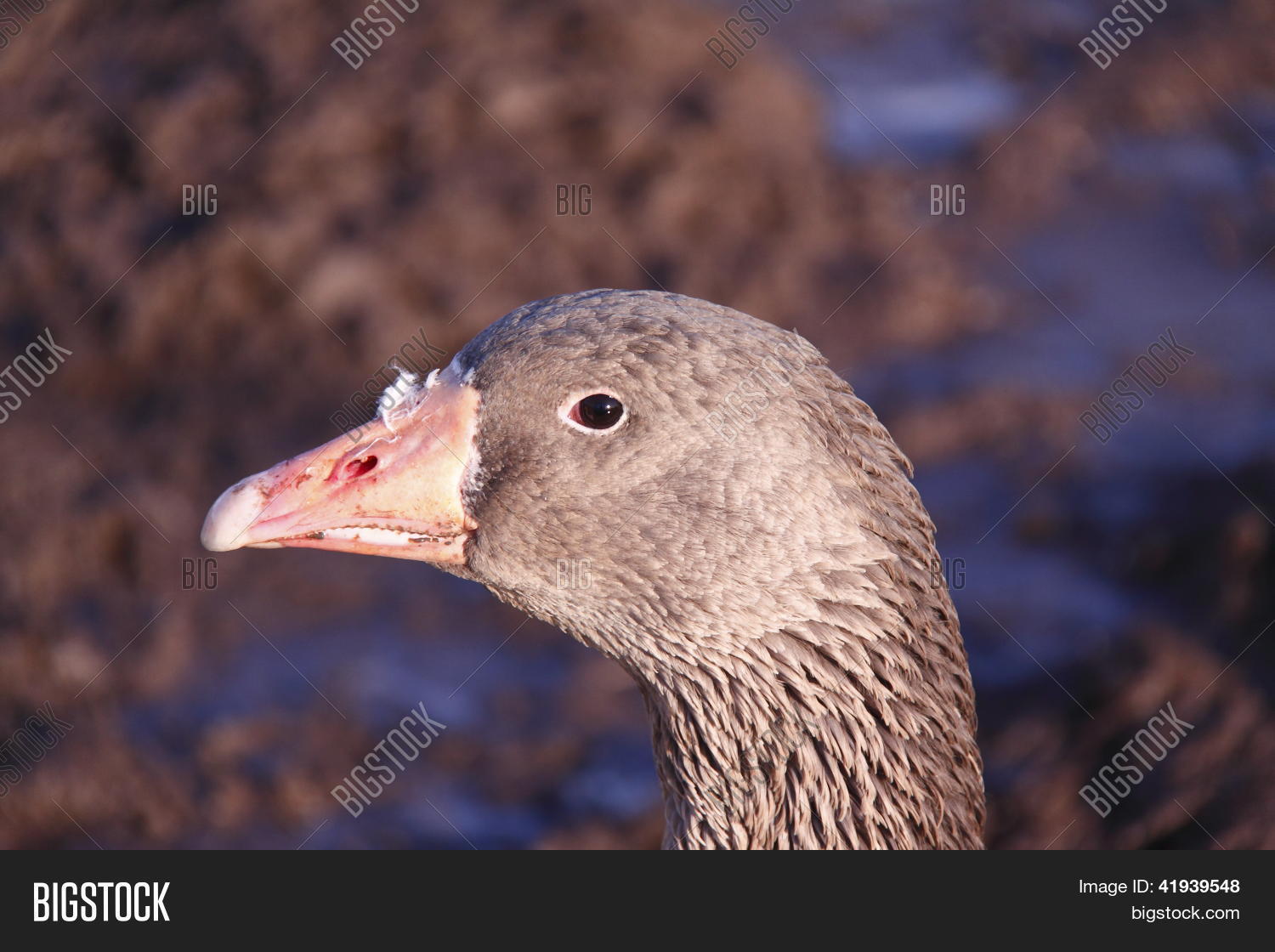 Goose Head Image & Photo (Free Trial) | Bigstock