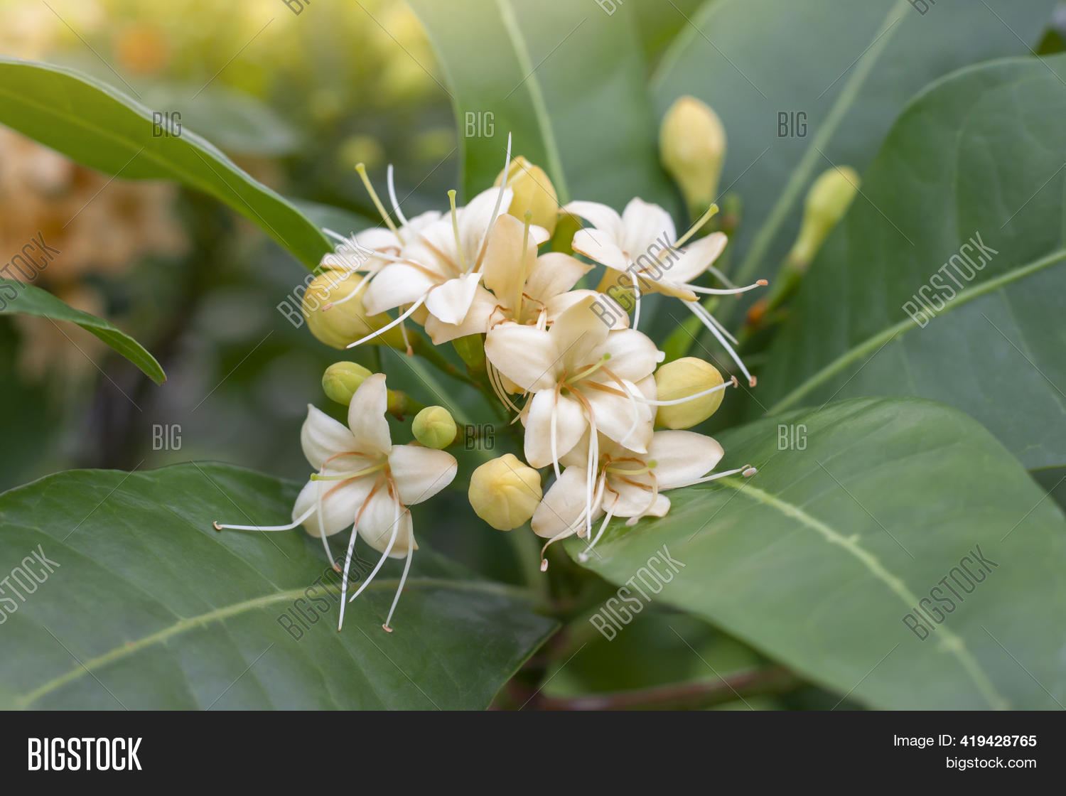 Anan Fagraea Fragrans Image & Photo (Free Trial) | Bigstock