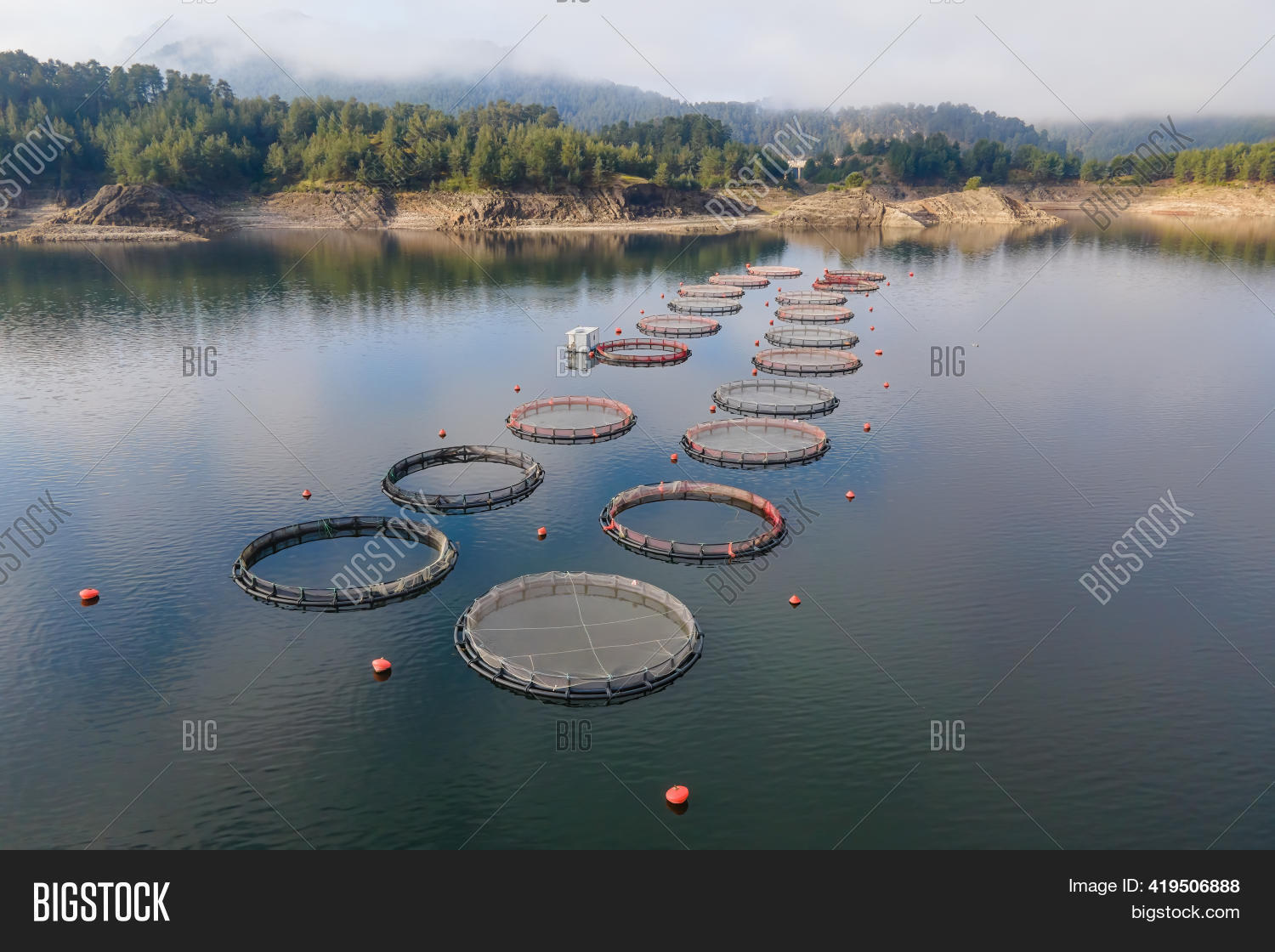 Aerial View Over Fish Image & Photo (Free Trial) | Bigstock