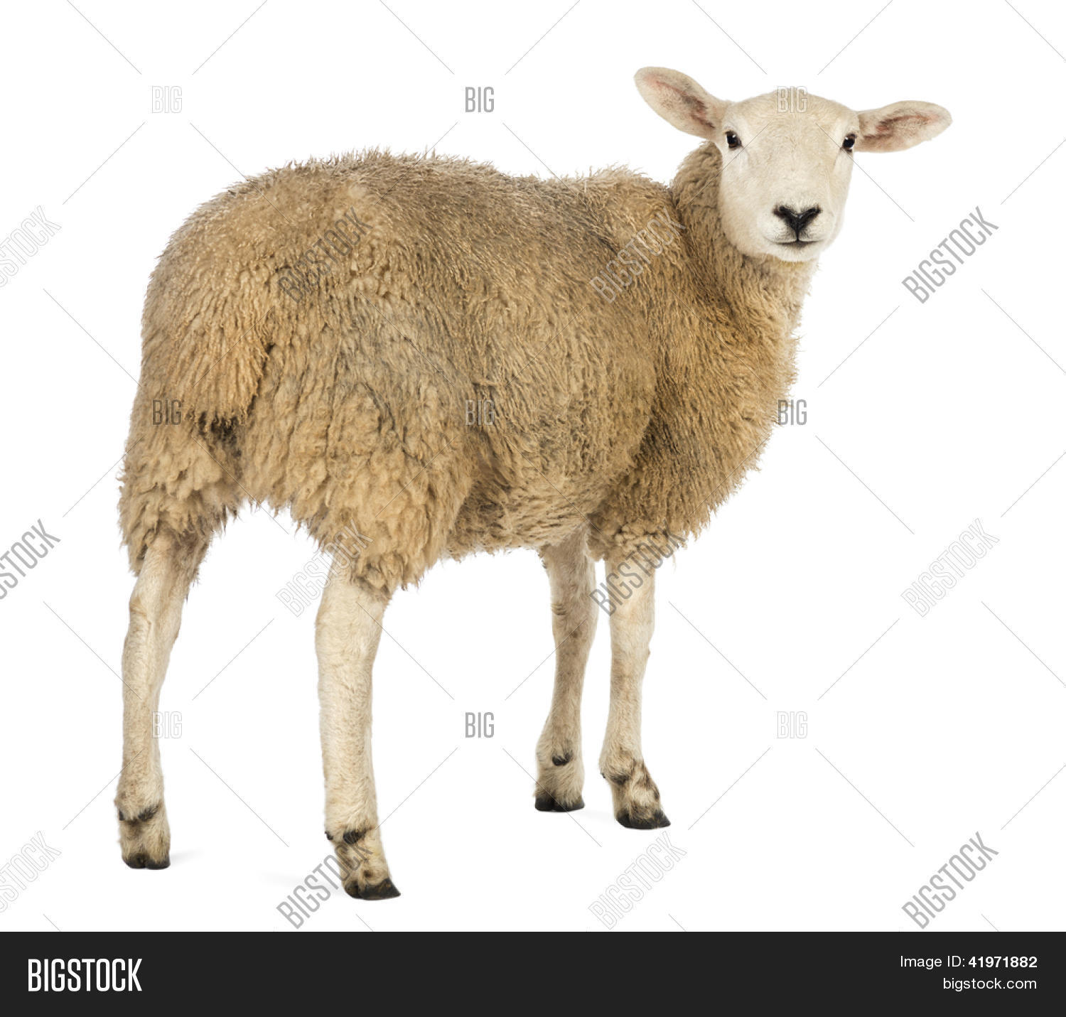 Rear View Sheep Image & Photo (Free Trial) | Bigstock