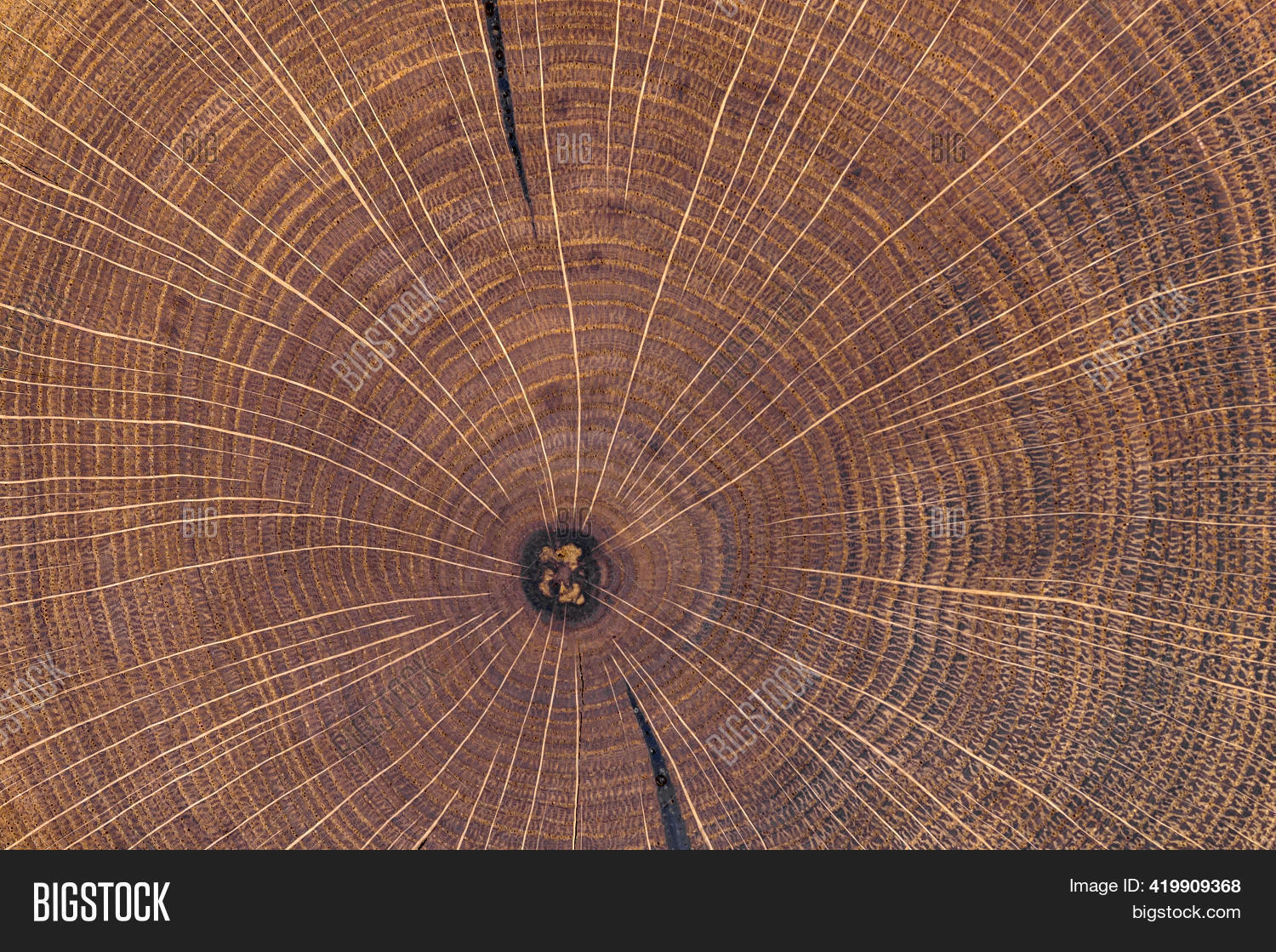 Cross-section Oak Tree Image & Photo (Free Trial) | Bigstock