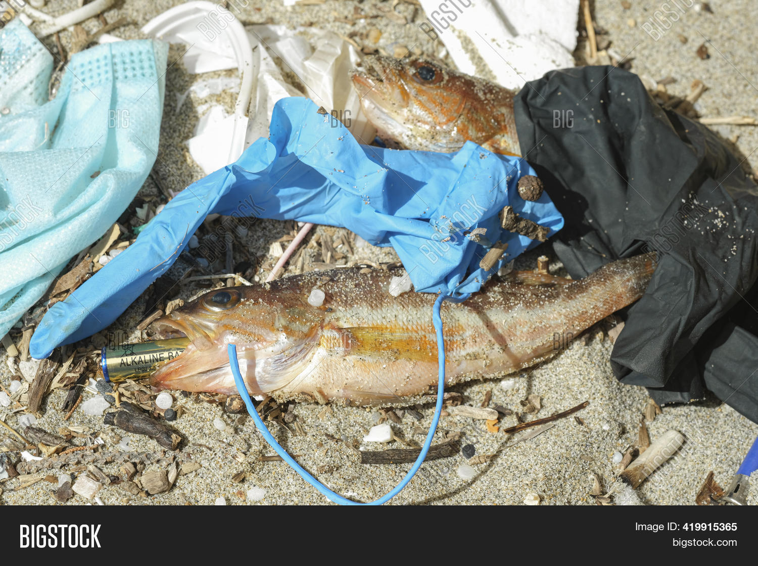 Ocean Fish Dead Eating Image & Photo (Free Trial) | Bigstock