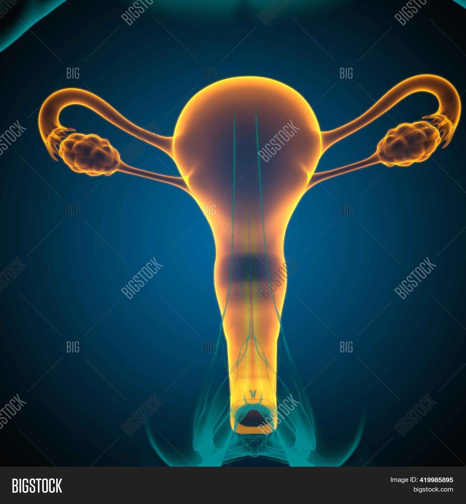 Female Reproductive Image & Photo (Free Trial) | Bigstock
