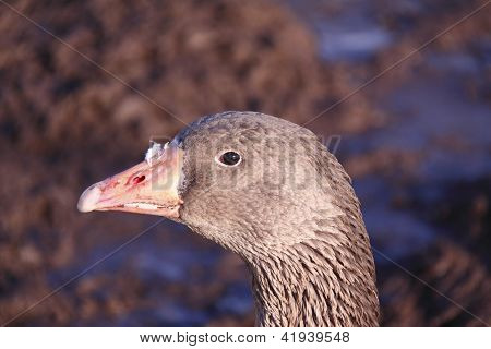 Goose Head Image & Photo (Free Trial) | Bigstock