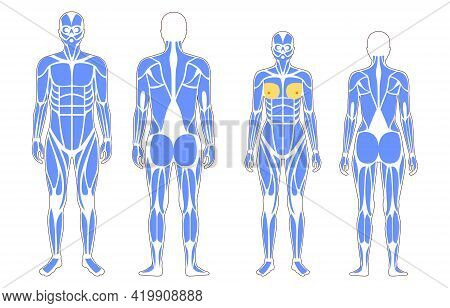 Human Muscular System Vector & Photo (Free Trial) | Bigstock