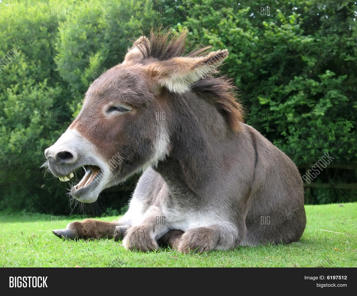 Laughing Donkey Image & Photo (Free Trial) | Bigstock