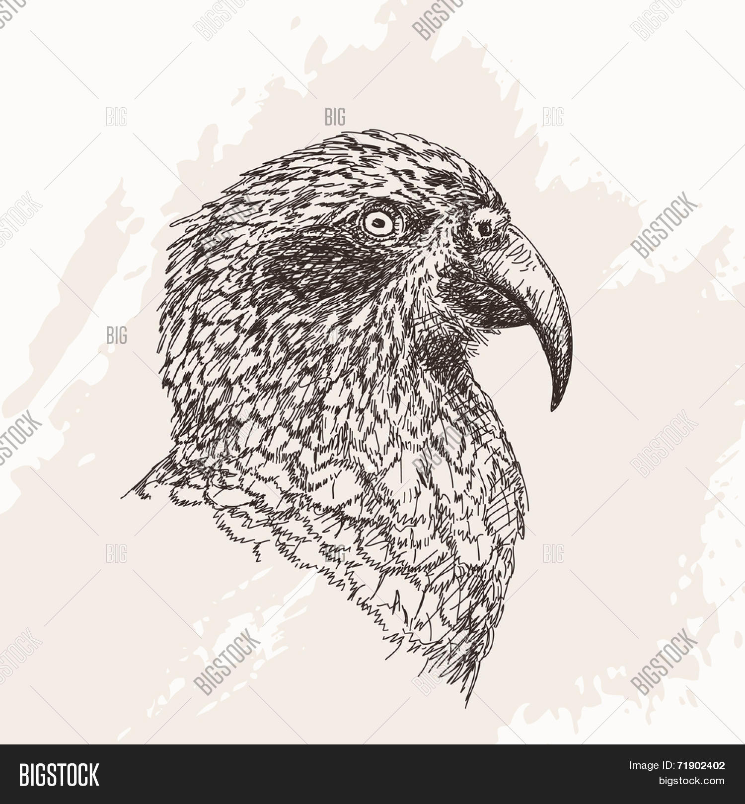 Kea Parrot Vector Vector & Photo (Free Trial) | Bigstock
