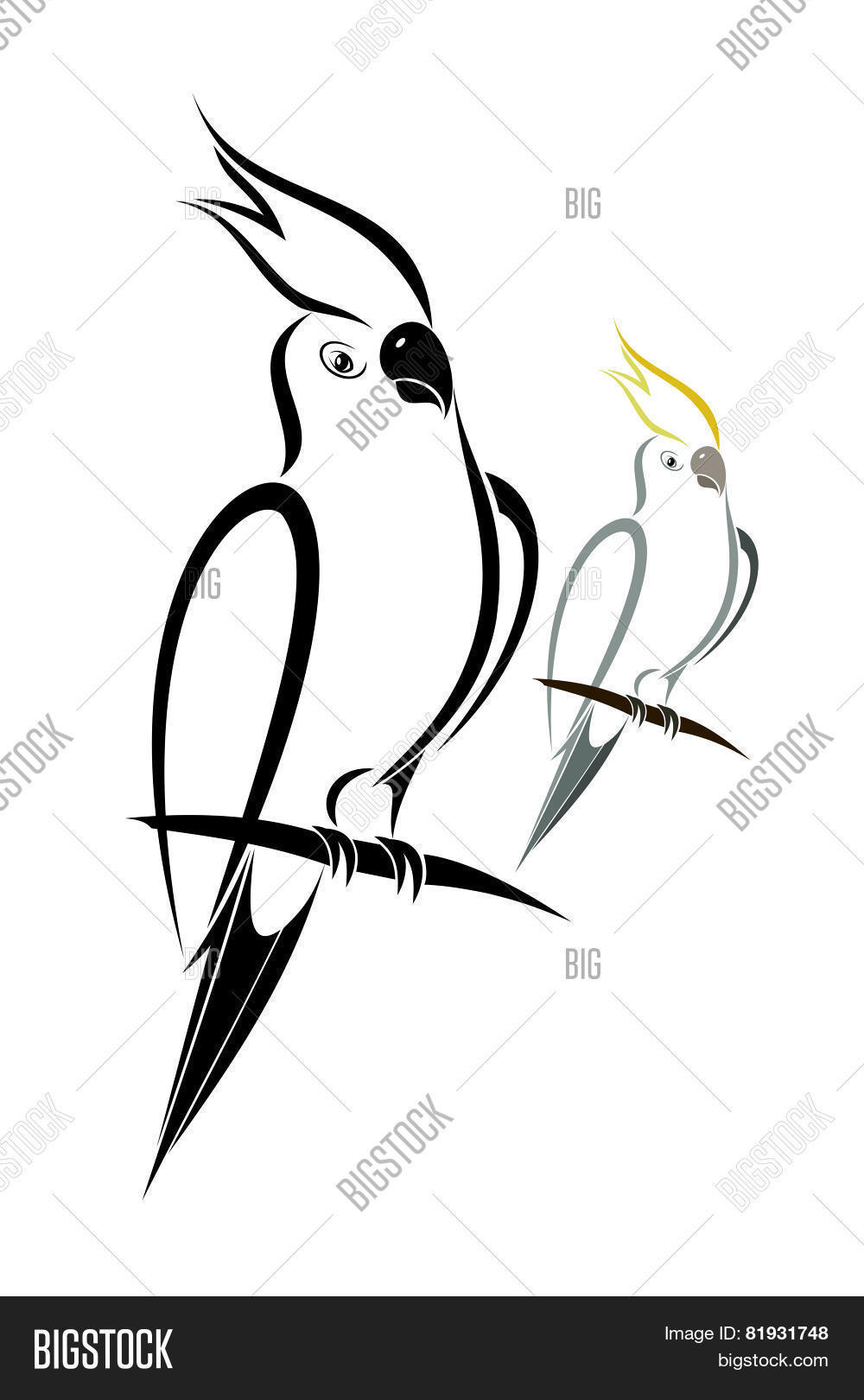 Cockatiel Vector And Photo Free Trial Bigstock