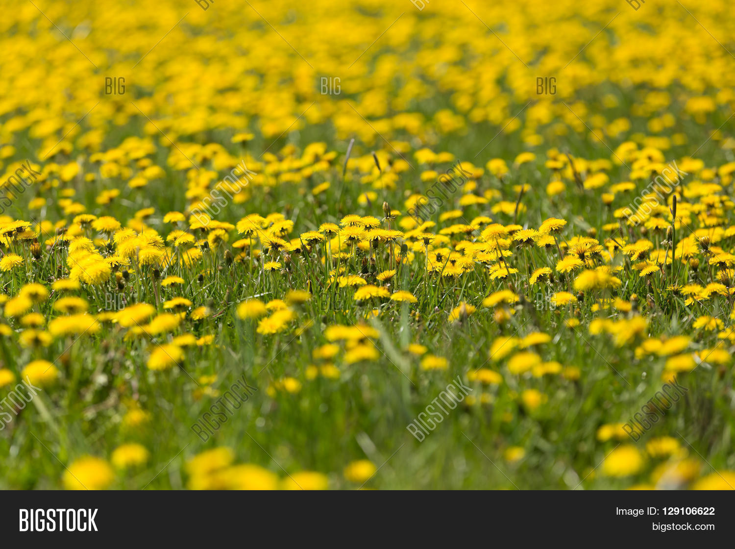 Spring Flowers Image & Photo (Free Trial) | Bigstock