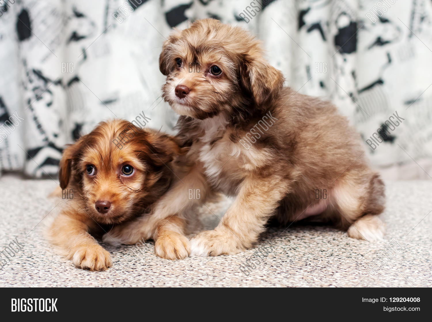 Chinese Crested Pappy Image & Photo (Free Trial) | Bigstock