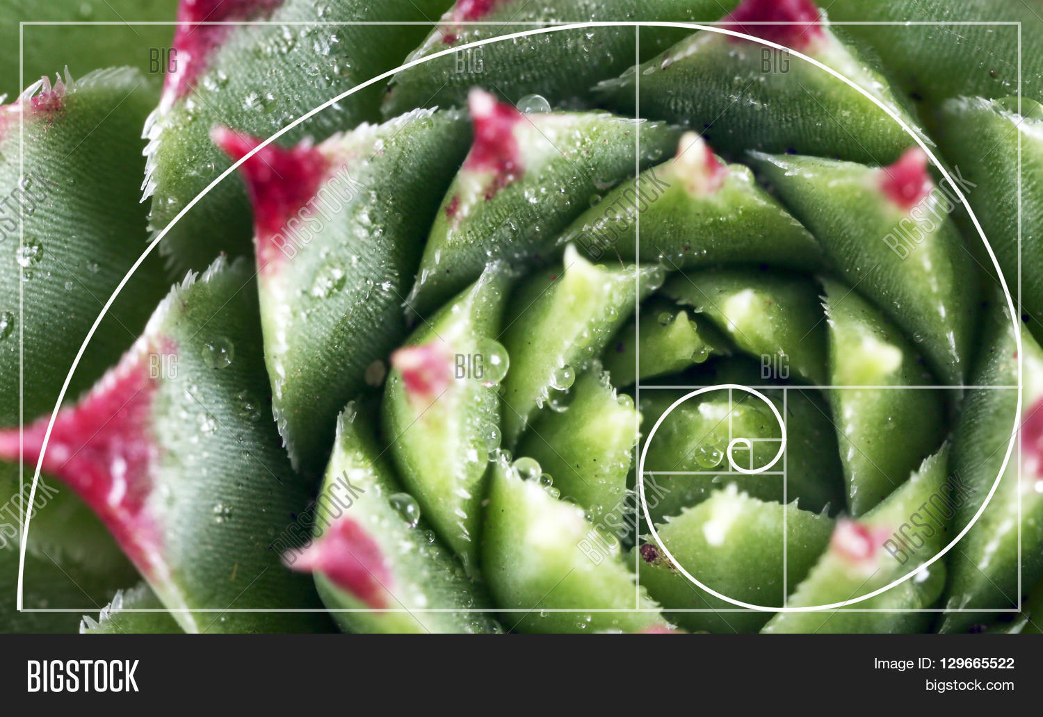 Illustration Spiral Image & Photo (Free Trial) | Bigstock