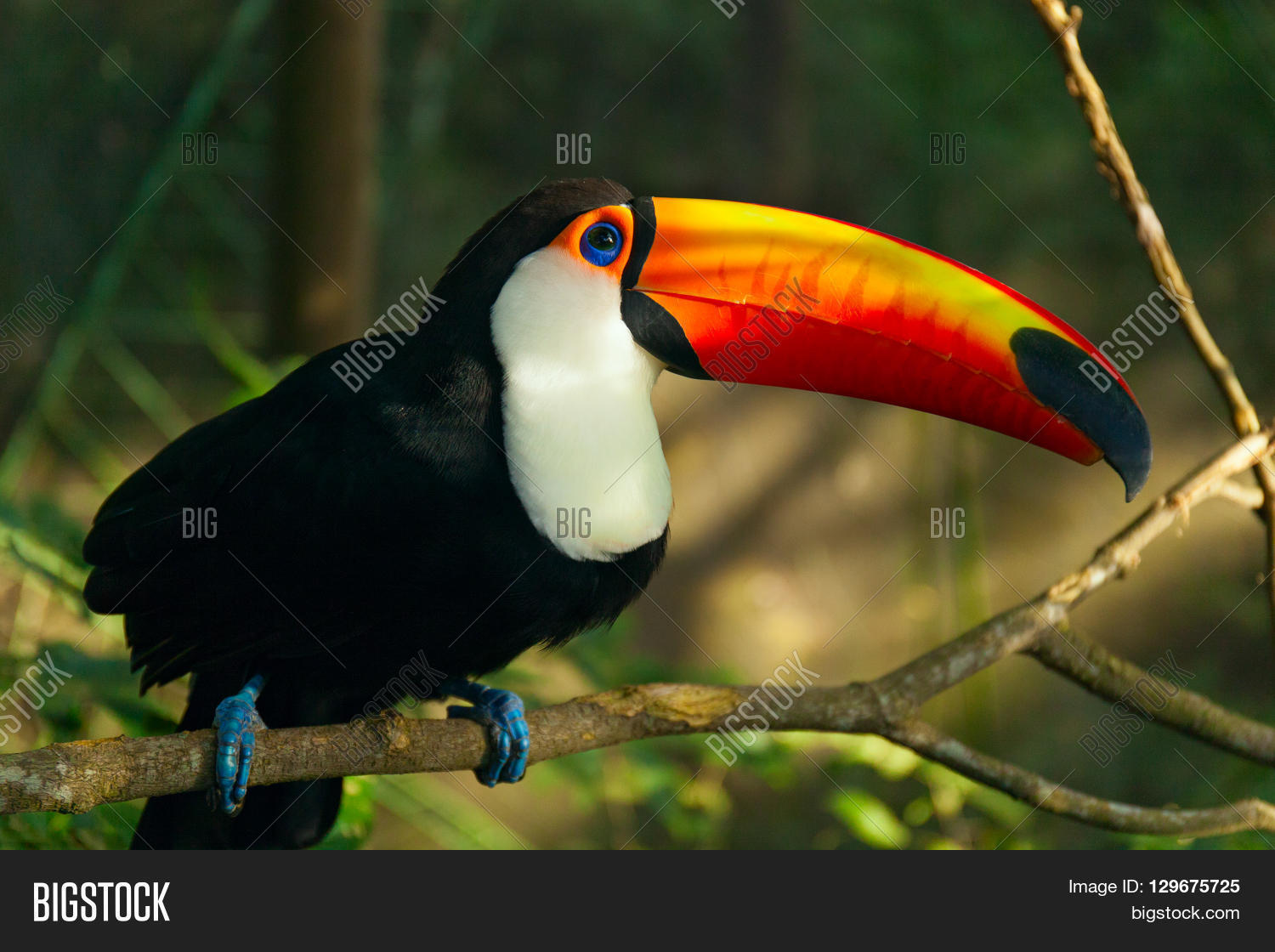 Tropical Bird Toucan Image & Photo (Free Trial) | Bigstock