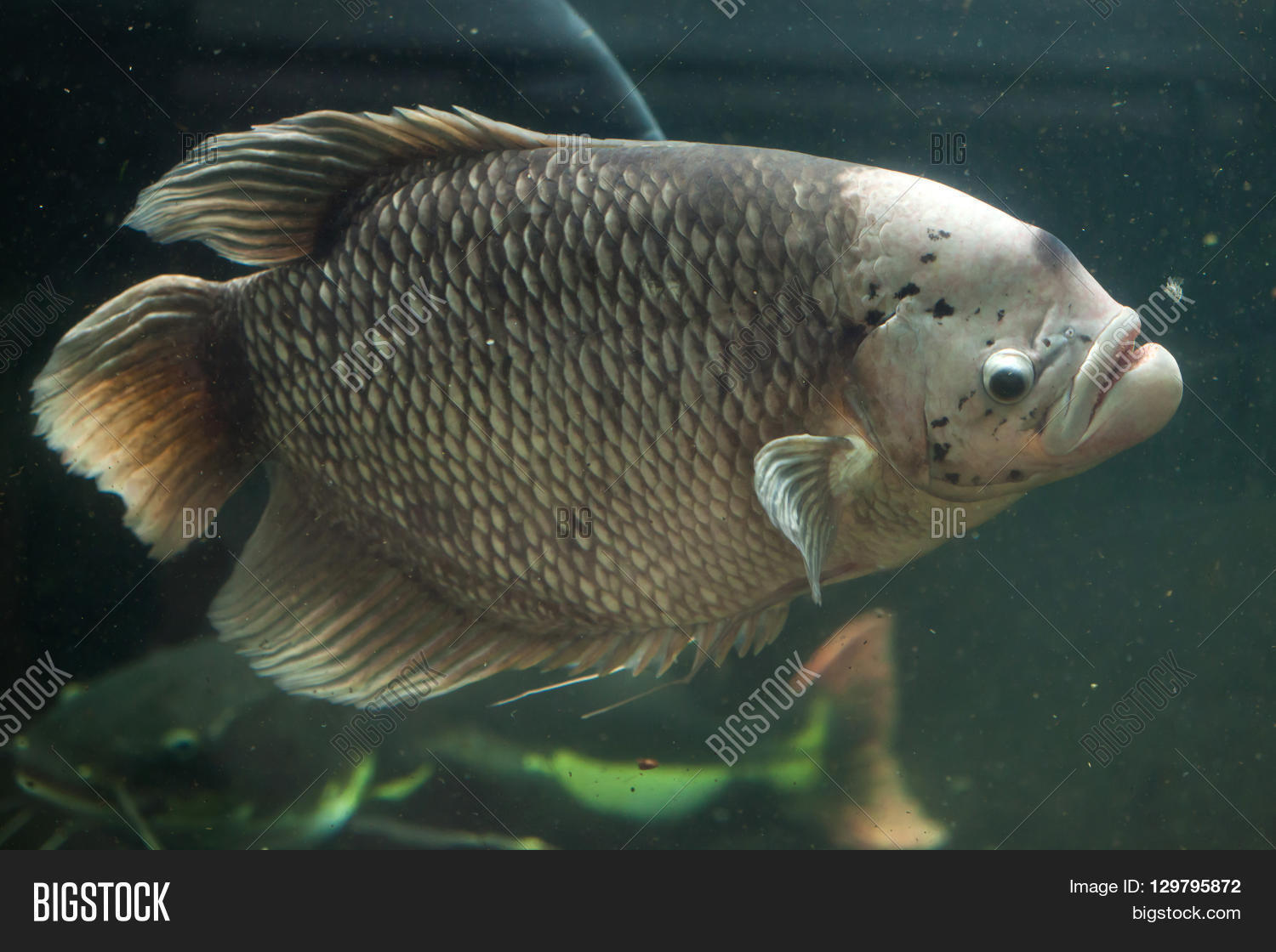 Giant Gourami ( Image & Photo (Free Trial) | Bigstock