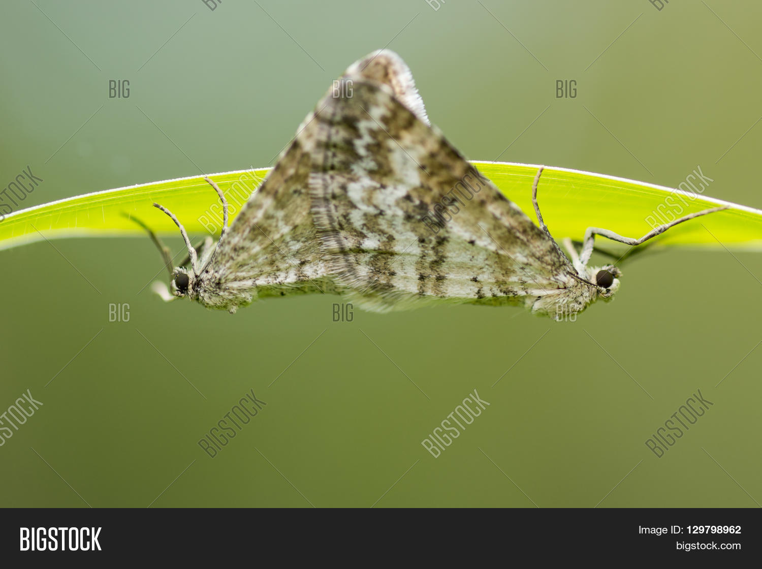 Grass Rivulet Moths ( Image & Photo (Free Trial) | Bigstock