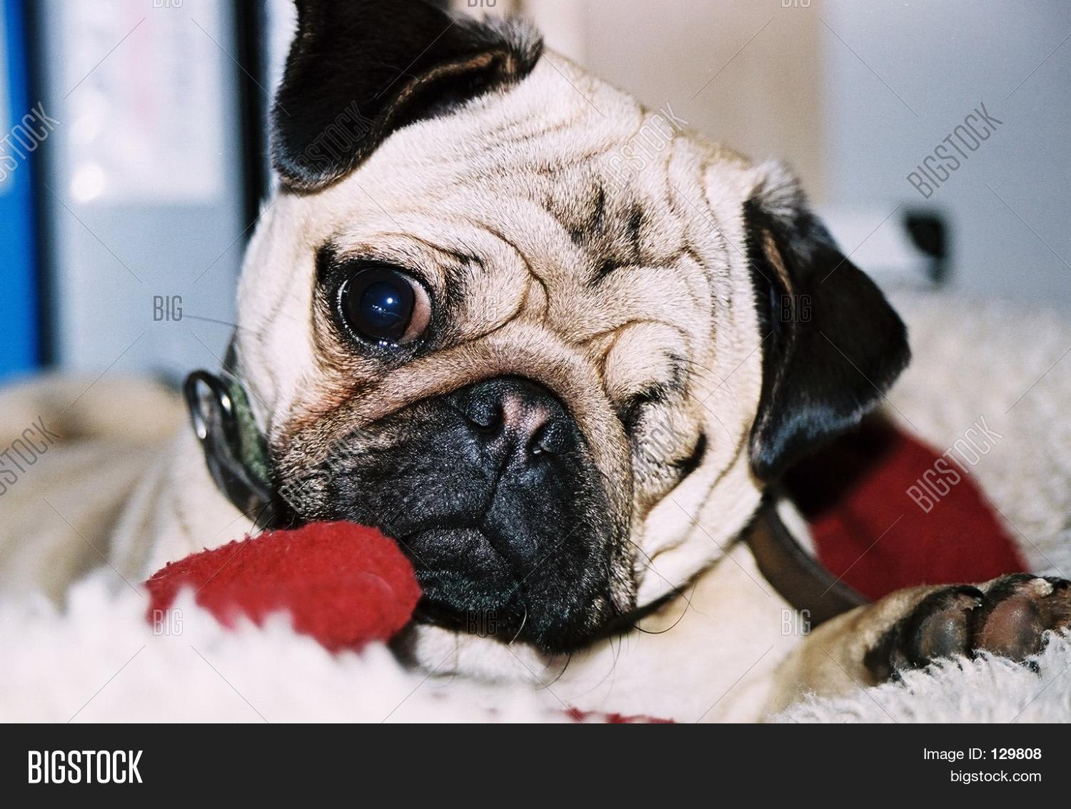 One-Eyed Pug Image & Photo (Free Trial) | Bigstock