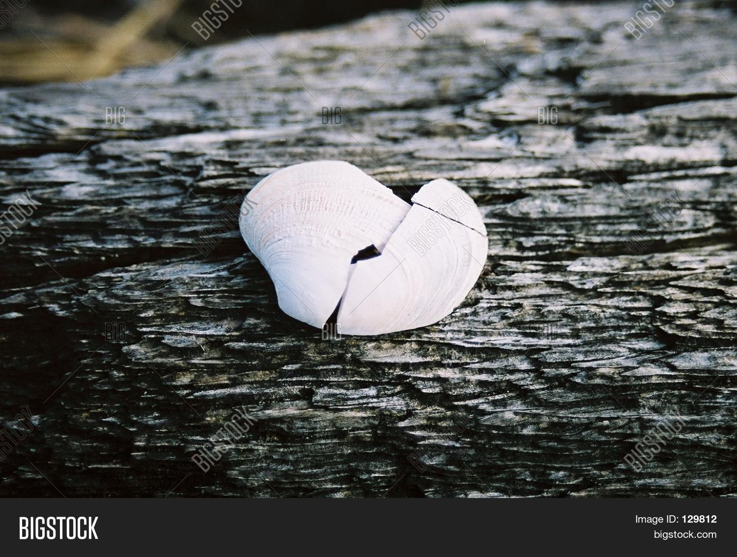 Broken Shell Image & Photo (Free Trial) | Bigstock