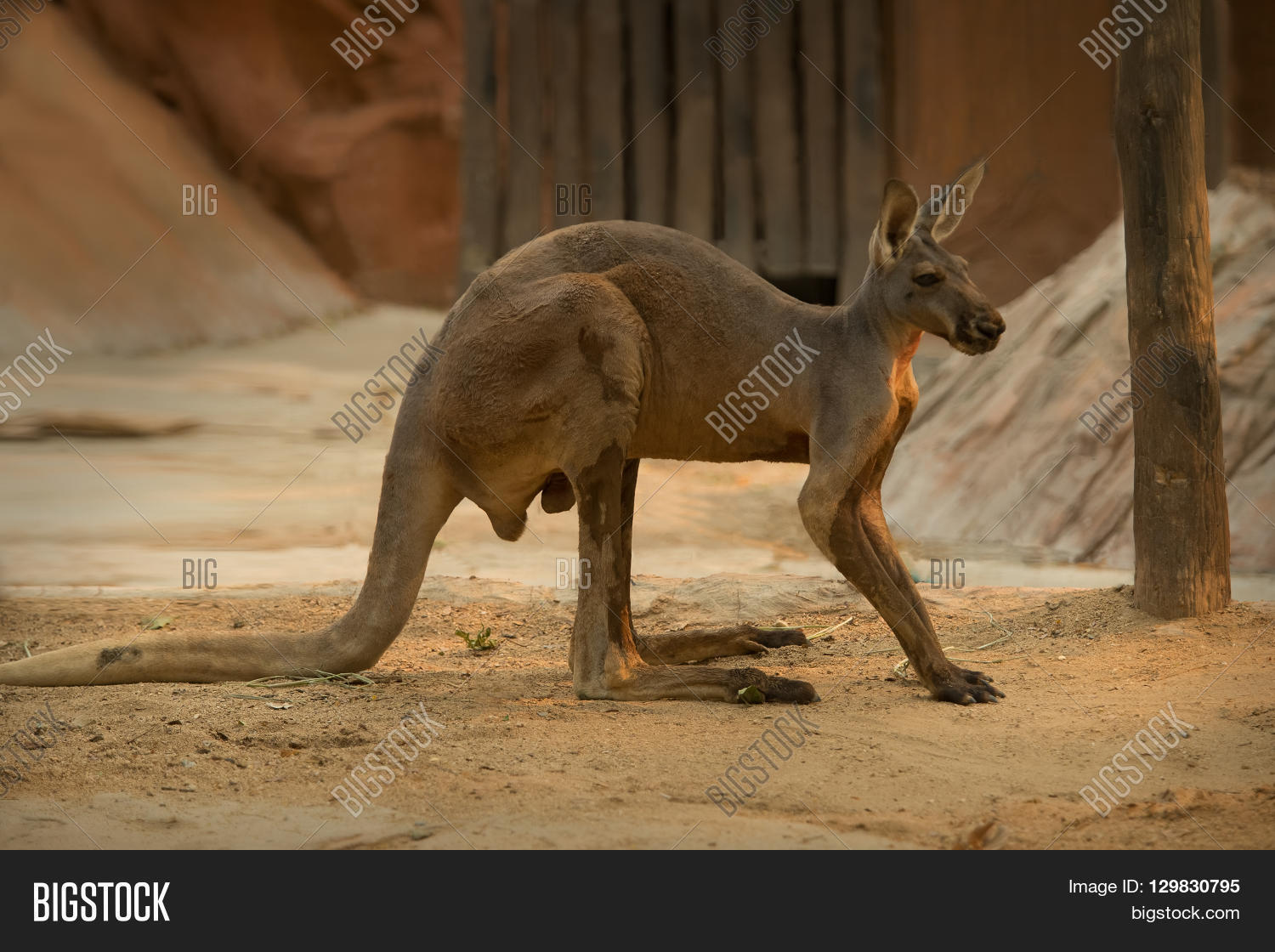 Wild Red Kangaroo Zoo Image & Photo (Free Trial) | Bigstock