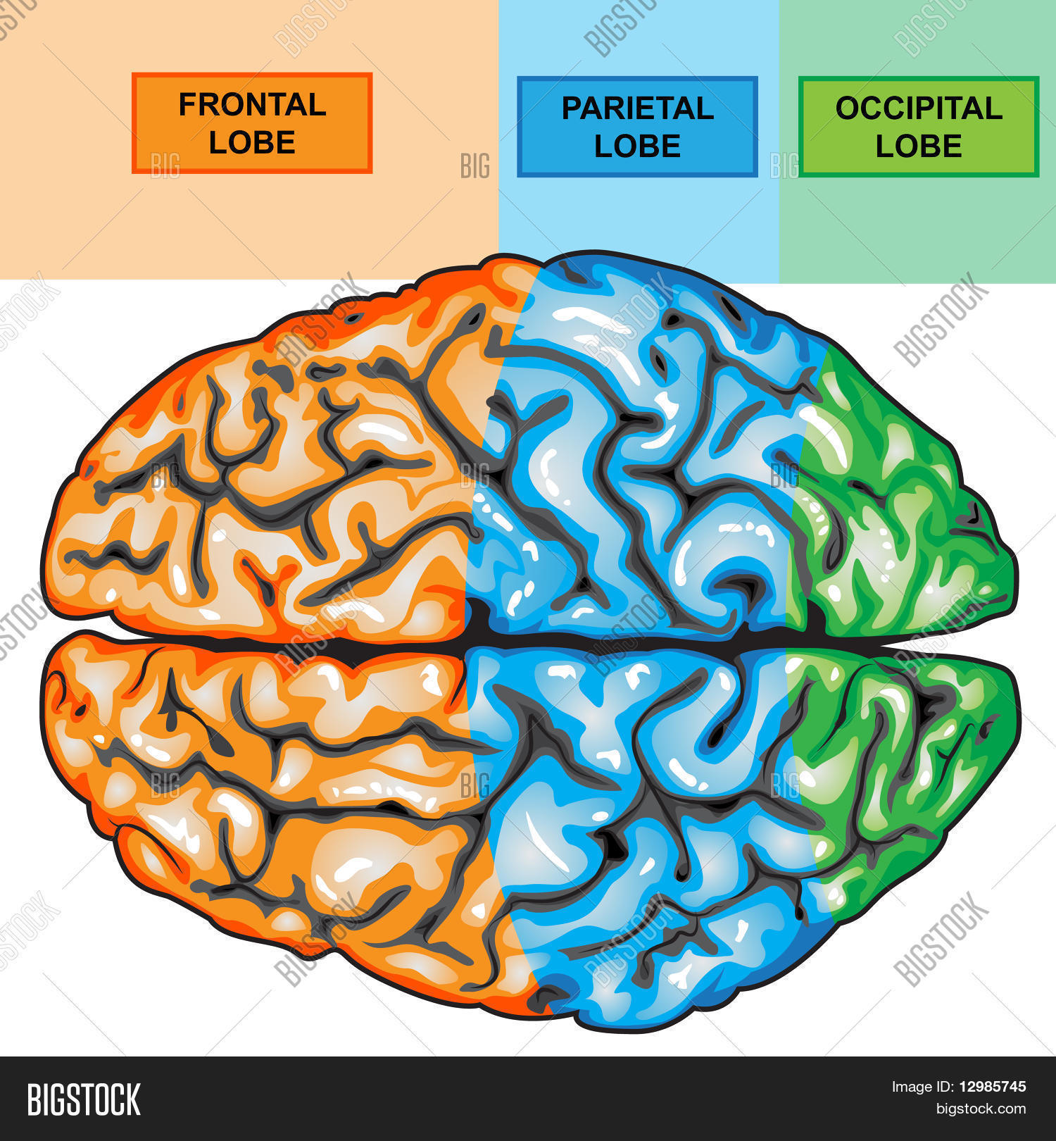 Human Brain View Top Image & Photo (Free Trial) | Bigstock