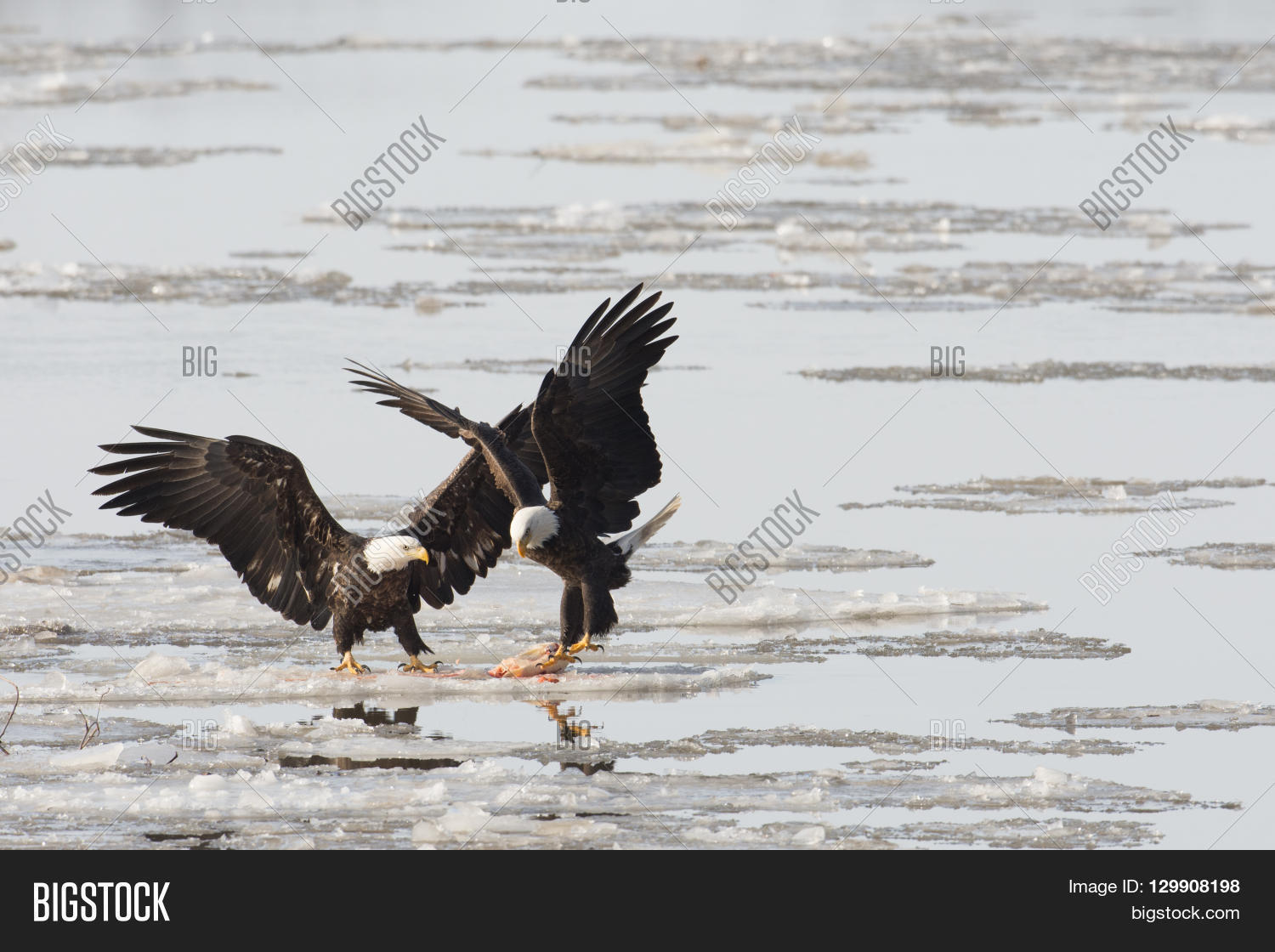 Bald Eagles Fight Over Image & Photo (Free Trial) | Bigstock