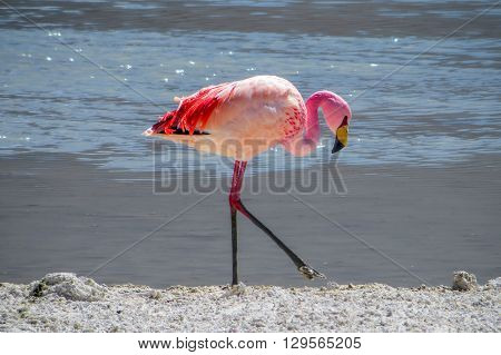 Pink Flamingo Natural Image & Photo (Free Trial) | Bigstock