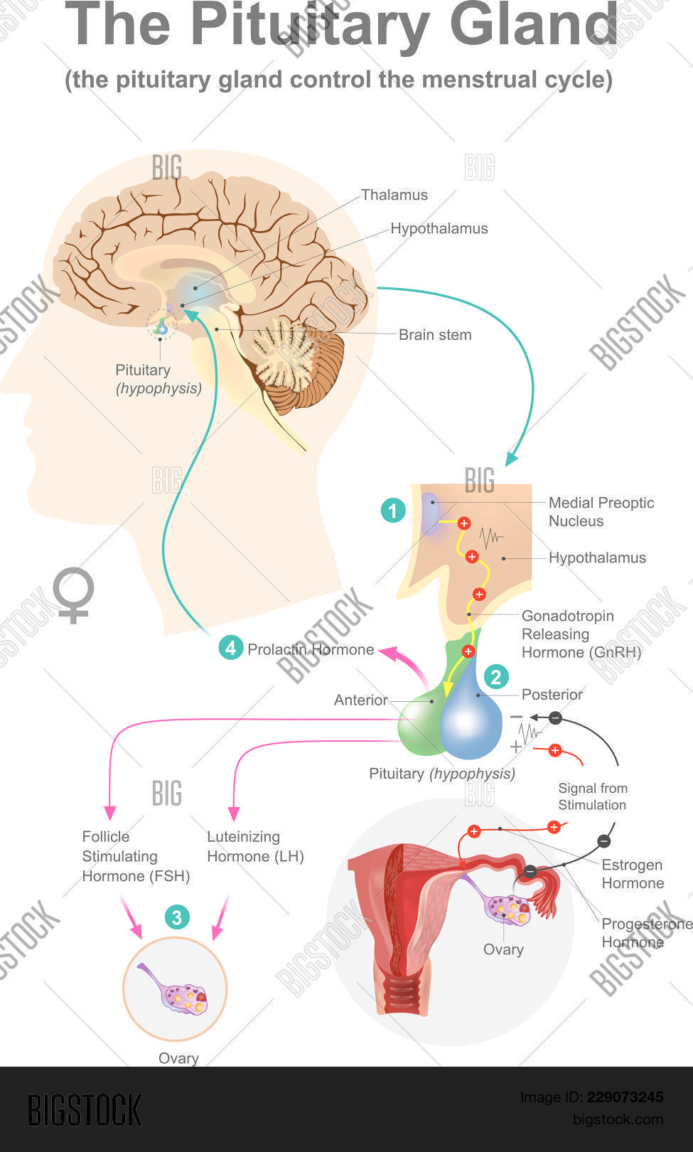 Pituitary Gland. Vector & Photo (Free Trial) | Bigstock