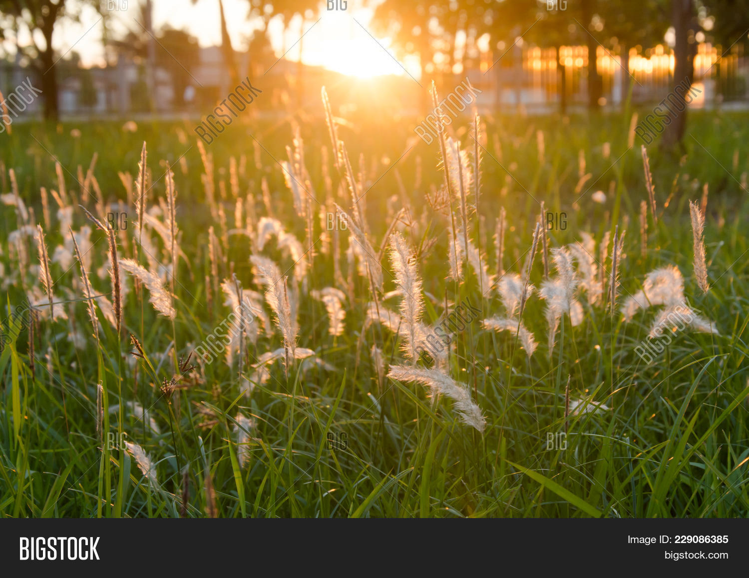 Fresh Grass Flower Image & Photo (Free Trial) | Bigstock