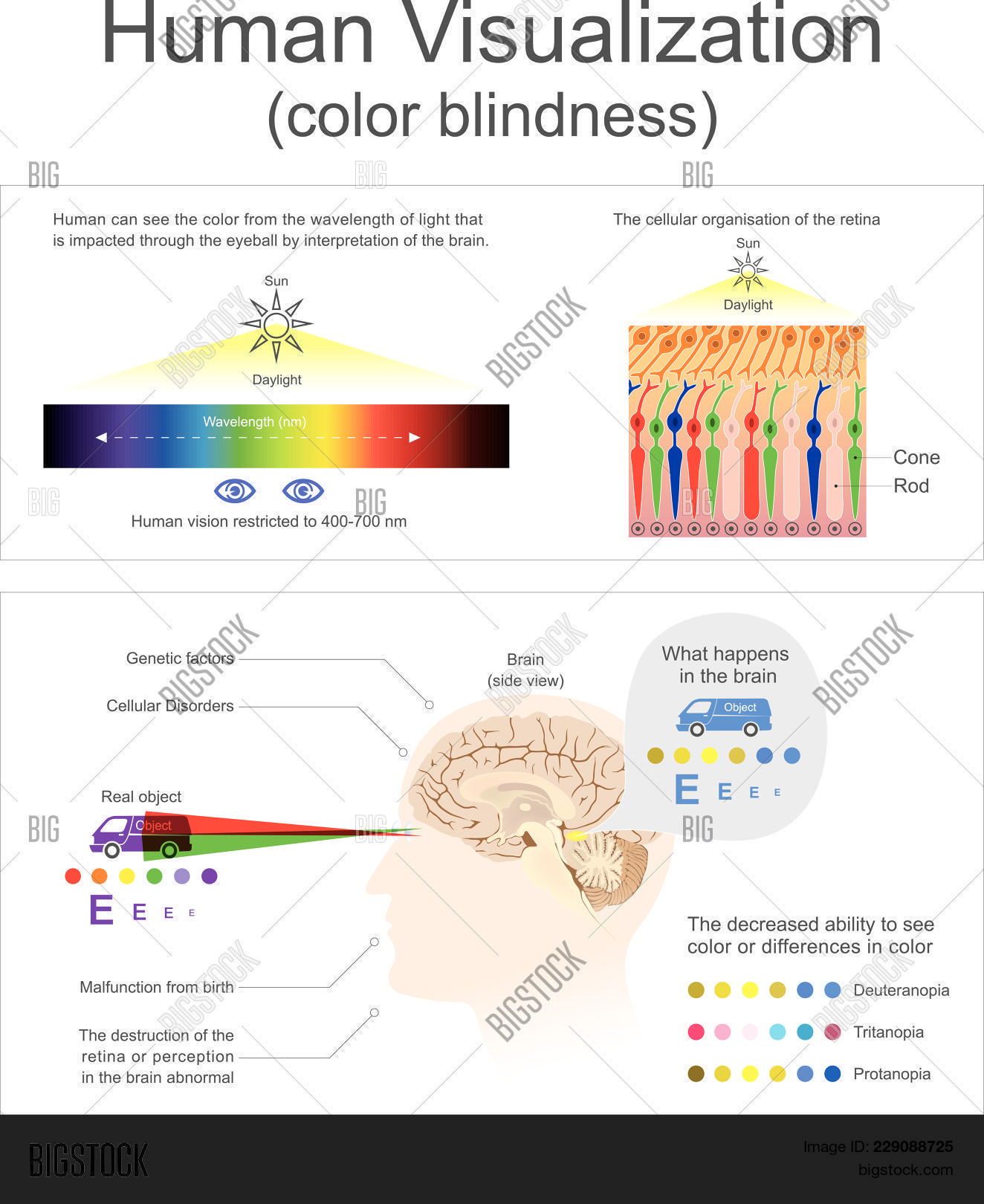 Human Can See Color Vector & Photo (Free Trial) | Bigstock