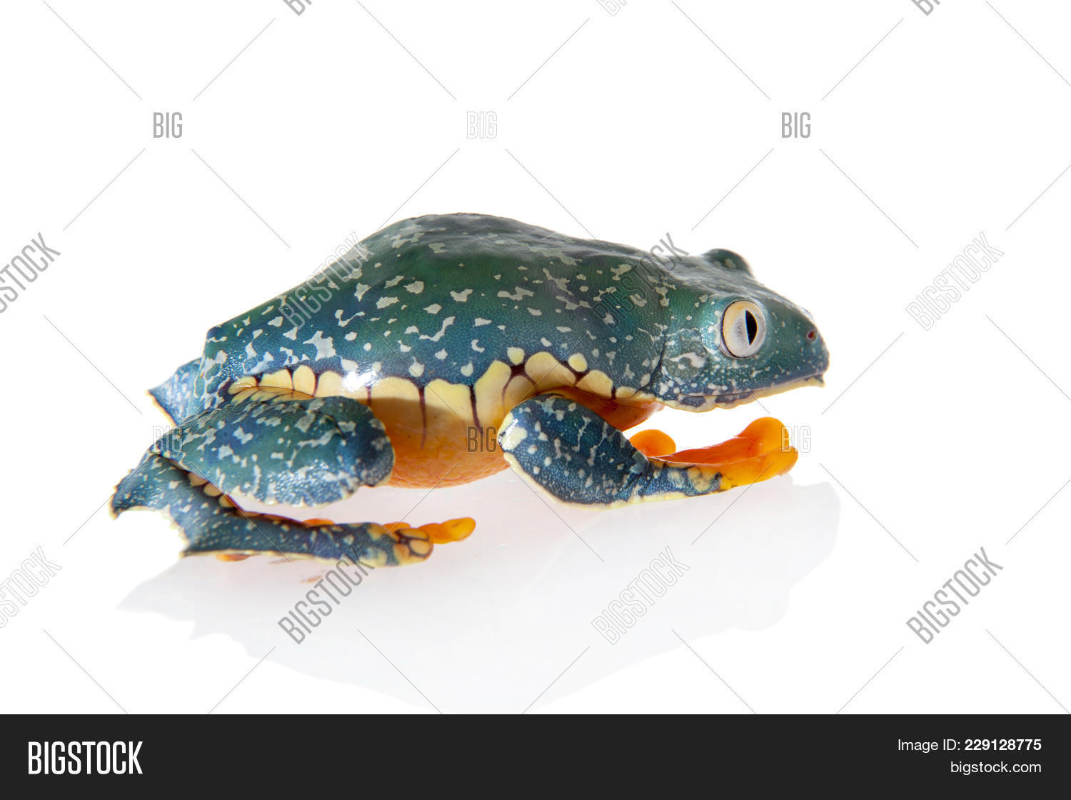 Fringe Tree Frog, Image & Photo (Free Trial) | Bigstock
