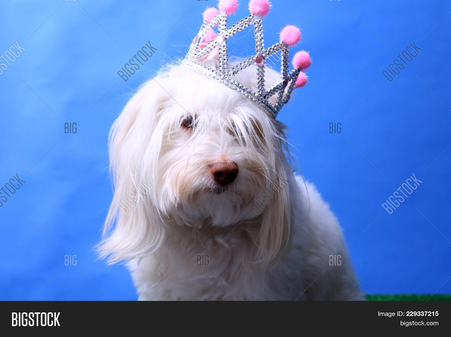 Maltese Dog Wears Her Image & Photo (Free Trial) | Bigstock