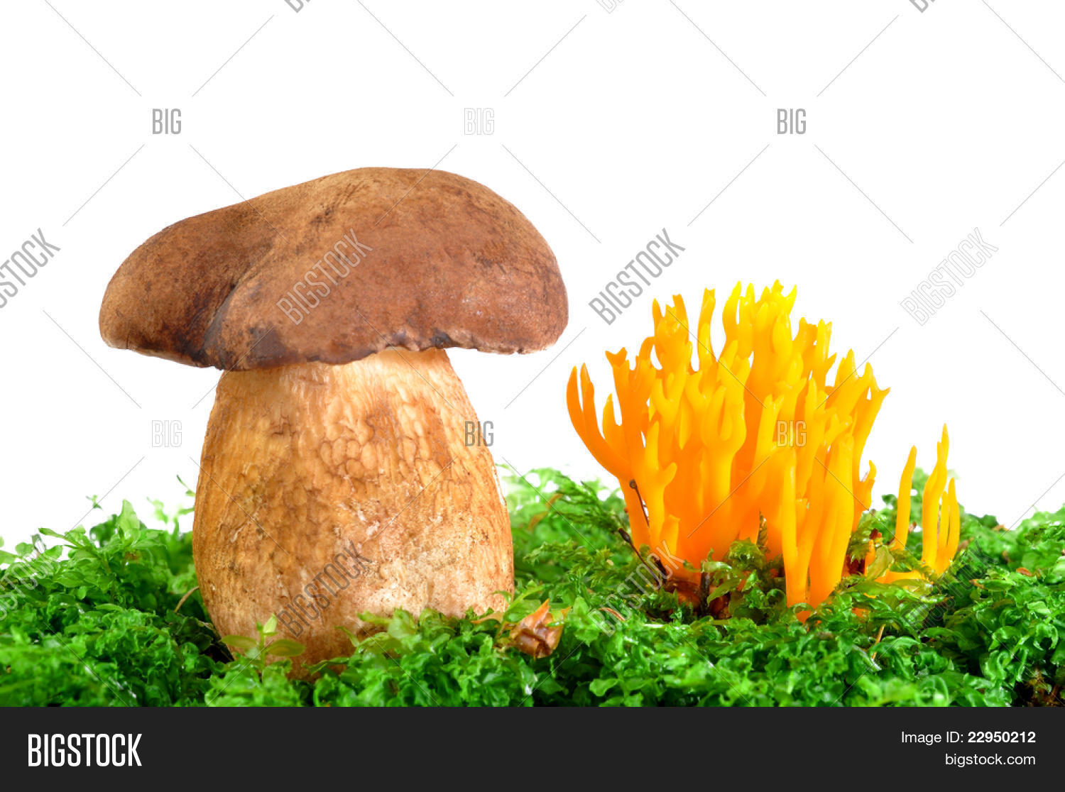 Mushrooms Tylopilus Image & Photo (Free Trial) | Bigstock