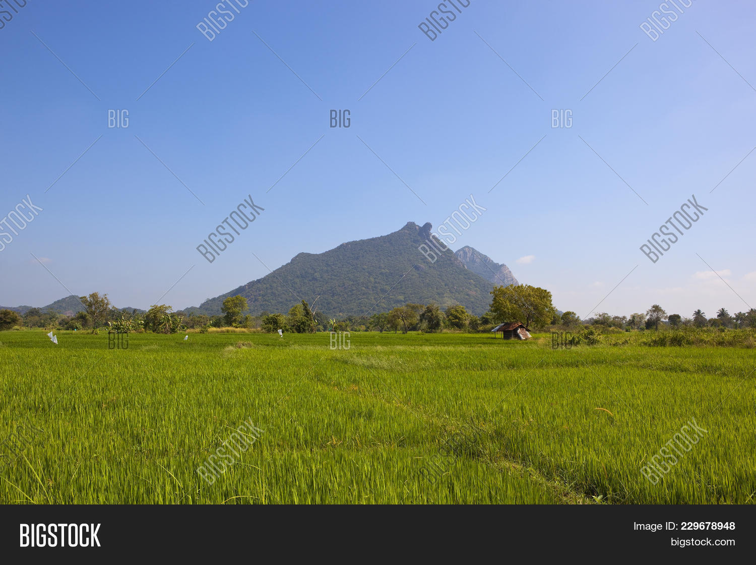 Scenic Sri Lankan Rice Image & Photo (Free Trial) | Bigstock