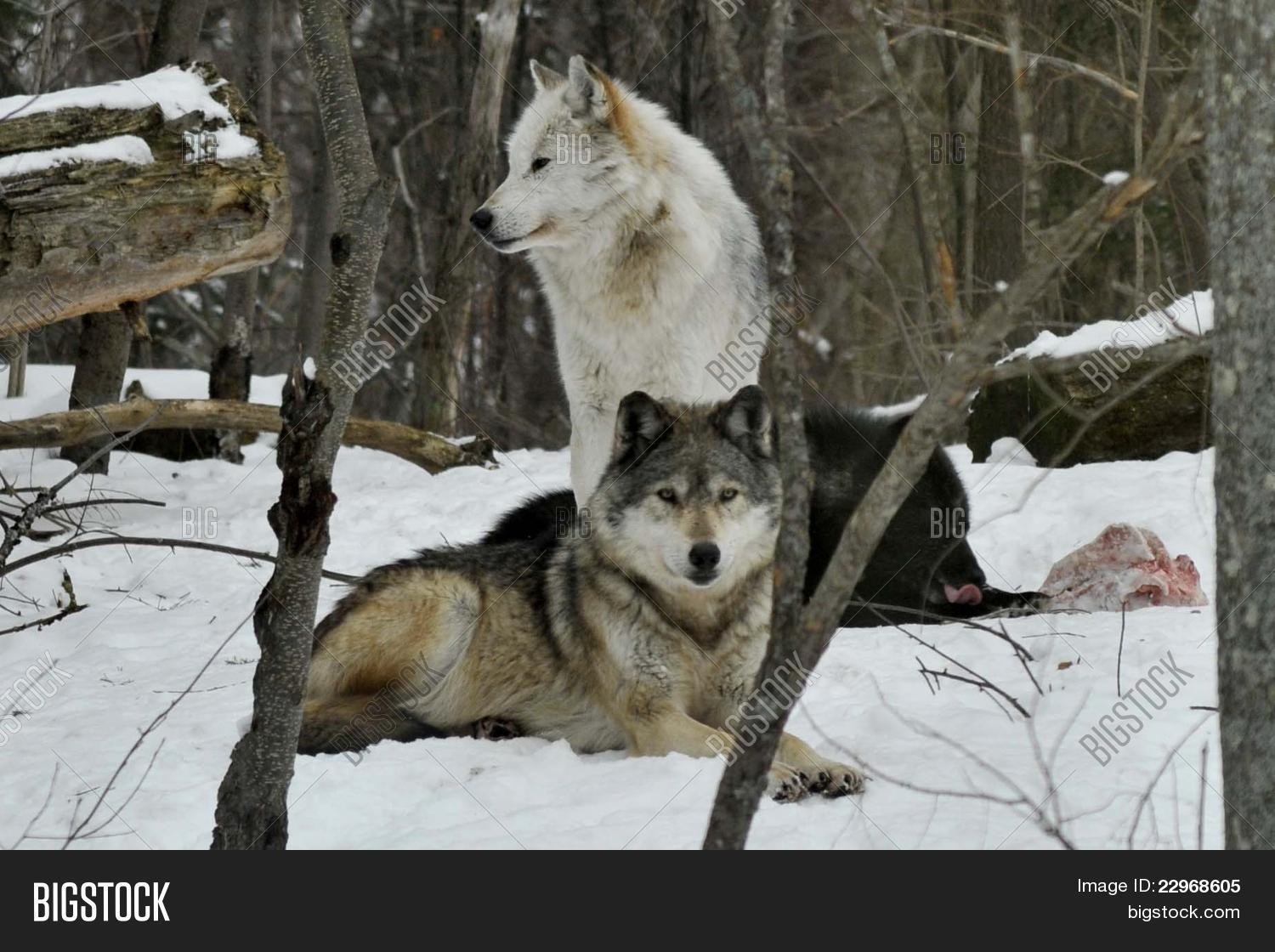 Timber Wolf Pack Image & Photo (Free Trial) | Bigstock