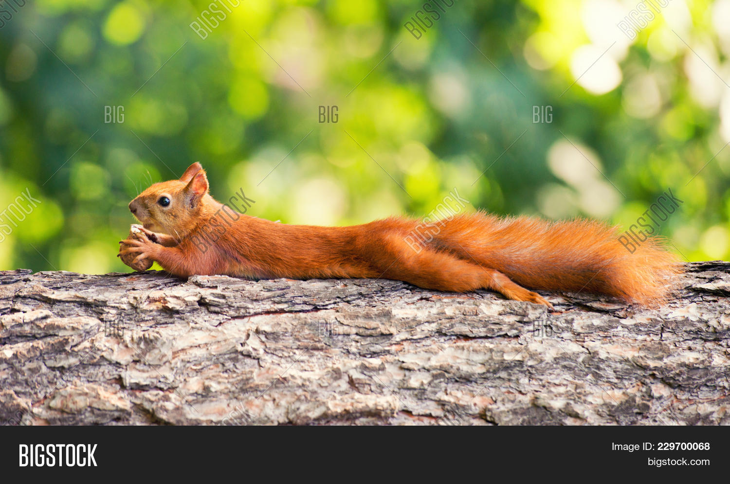 Red-haired Squirrel Image & Photo (Free Trial) | Bigstock
