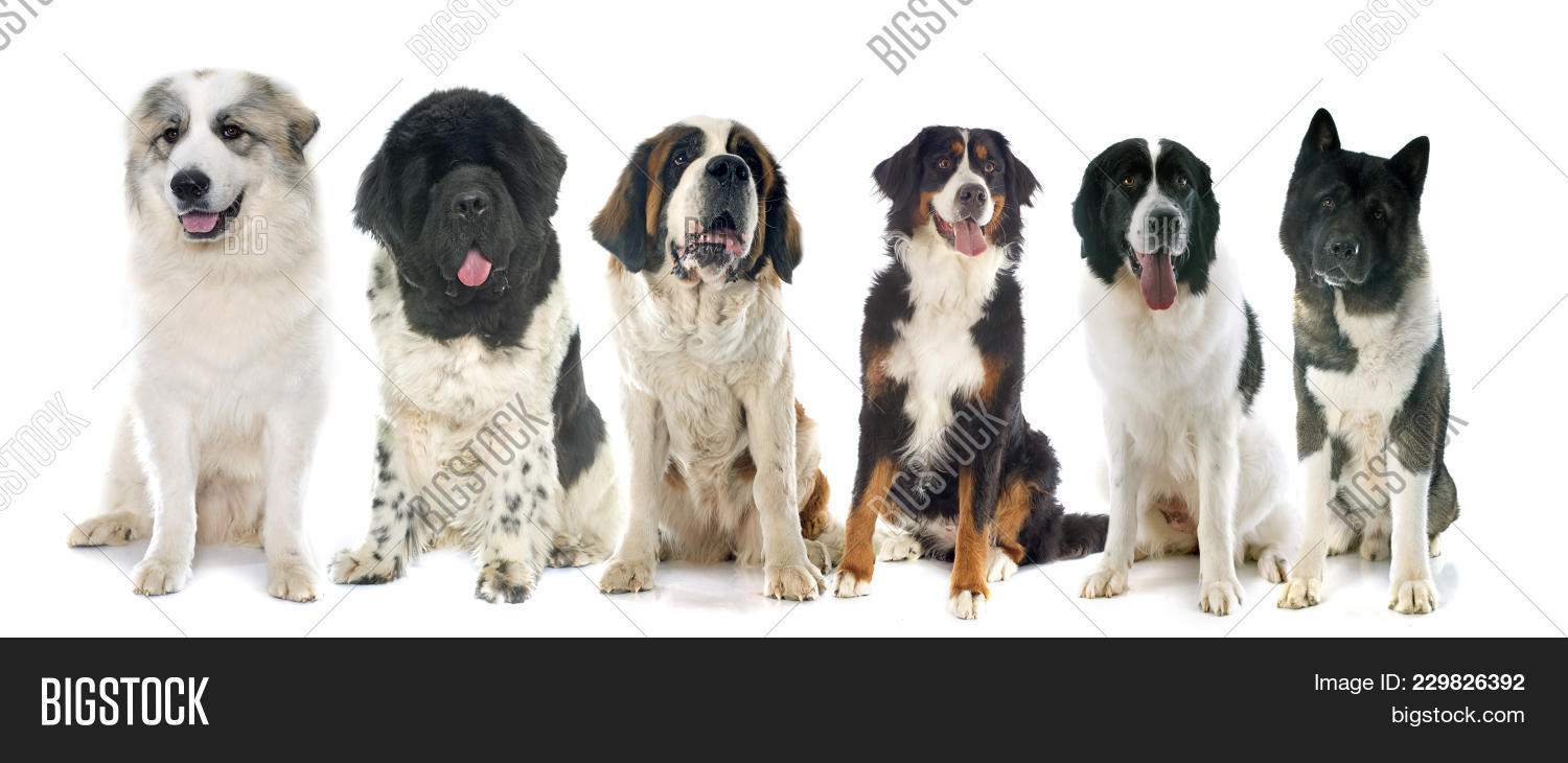 Group Large Dogs Front Image & Photo (Free Trial) | Bigstock