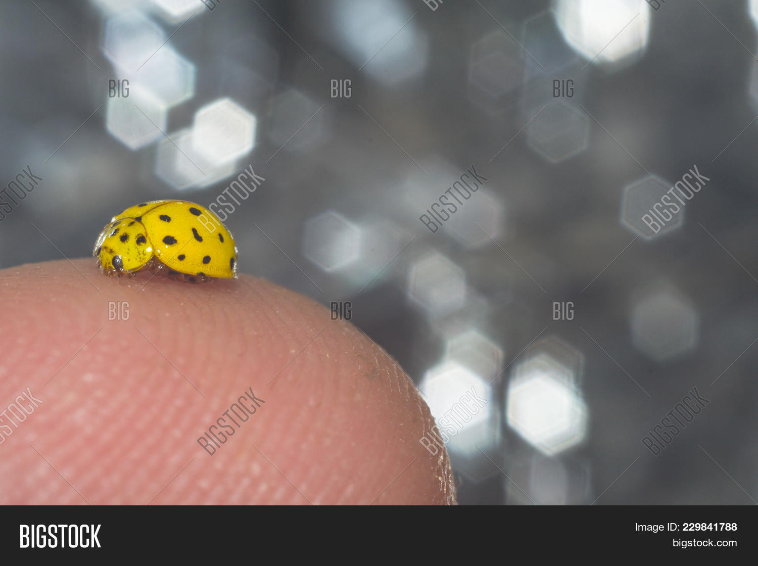 Ladybug Crawling On Image & Photo (Free Trial) | Bigstock