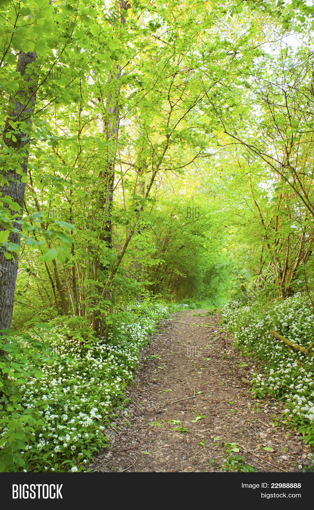 Pathway Through Forest Image & Photo (Free Trial) | Bigstock