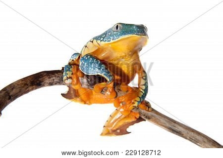 Fringe Tree Frog, Image & Photo (Free Trial) | Bigstock