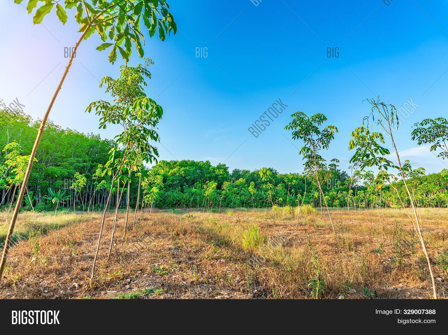 Para Rubber Tree, Image & Photo (Free Trial) | Bigstock